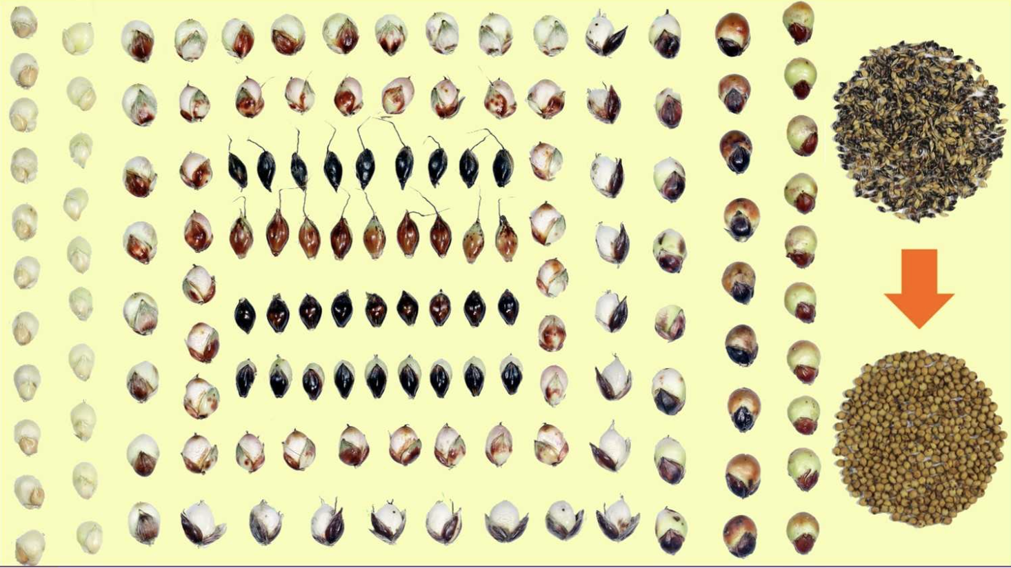 SorghumBase Post - Sorghum GC1 Encodes an Atypical Gγ-like Subunit that ...