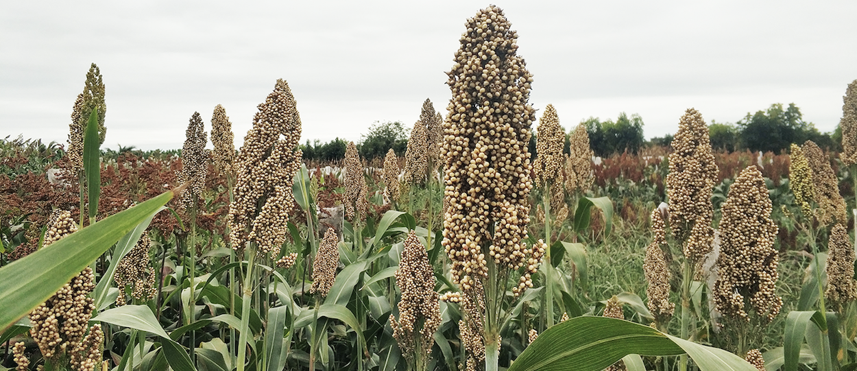SorghumBase Post - Sorghum GC1 Encodes an Atypical Gγ-like Subunit that ...