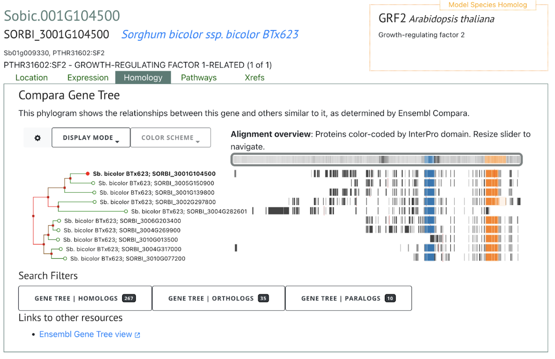 SorghumBase Post - Link Found Between GRF genes in Sorghum and Aphid Resistance