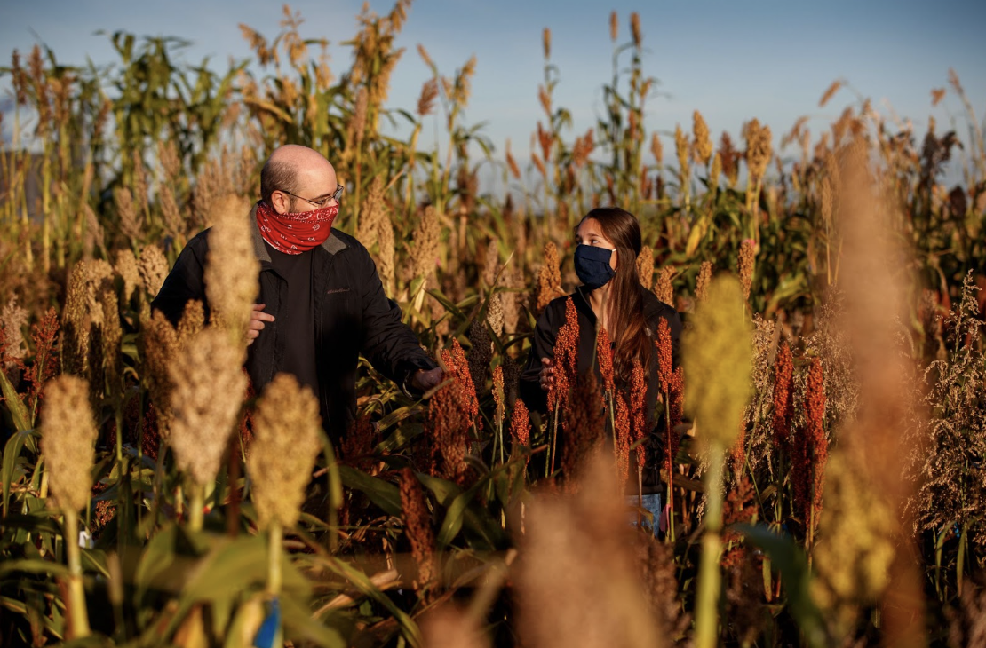 SorghumBase Post - Genetic Determinants of Variability in Yield in ...