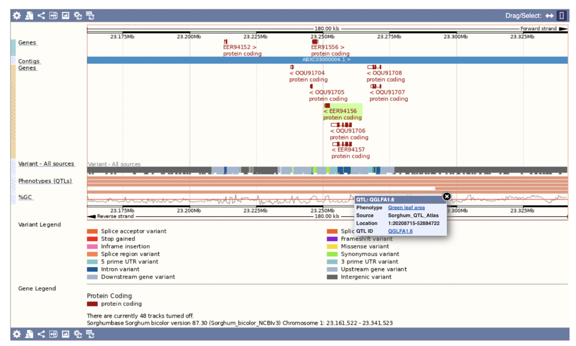 SorghumBase Post - Molecular Analysis of the SbPht1 gene family and its ...