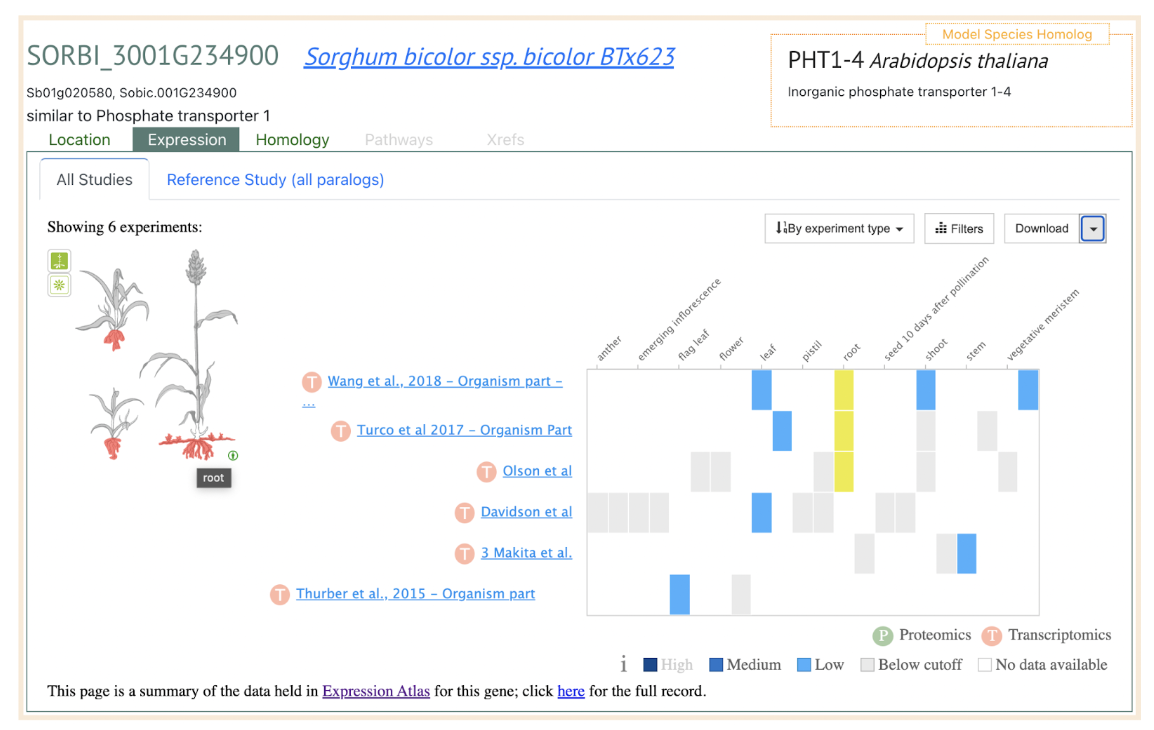 SorghumBase Post - Molecular Analysis of the SbPht1 gene family and its ...