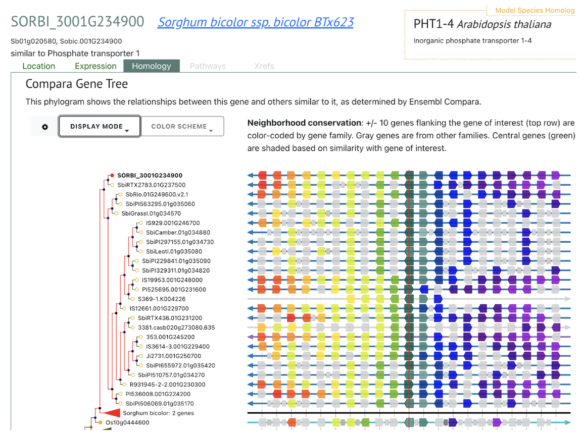SorghumBase Post - Molecular Analysis of the SbPht1 gene family and its ...