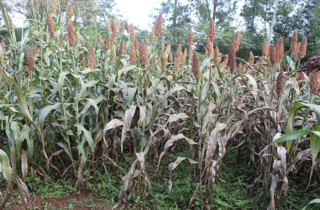 SorghumBase Post - ANTHRACNOSE RESISTANCE GENE 2 Imparts Fungal ...