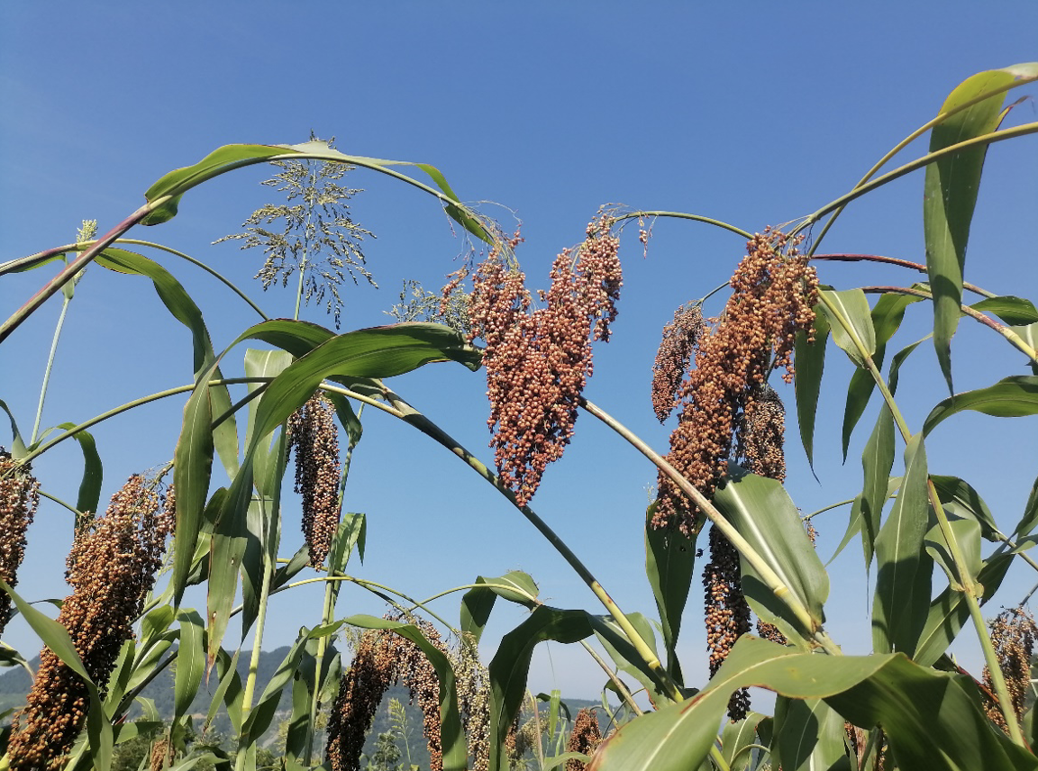 SorghumBase Post - Epicuticular Wax and Anthracnose Resistance in Sorghum