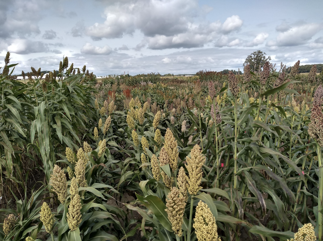 SorghumBase Post - Conserved Drought Responses and Gene Expression in ...