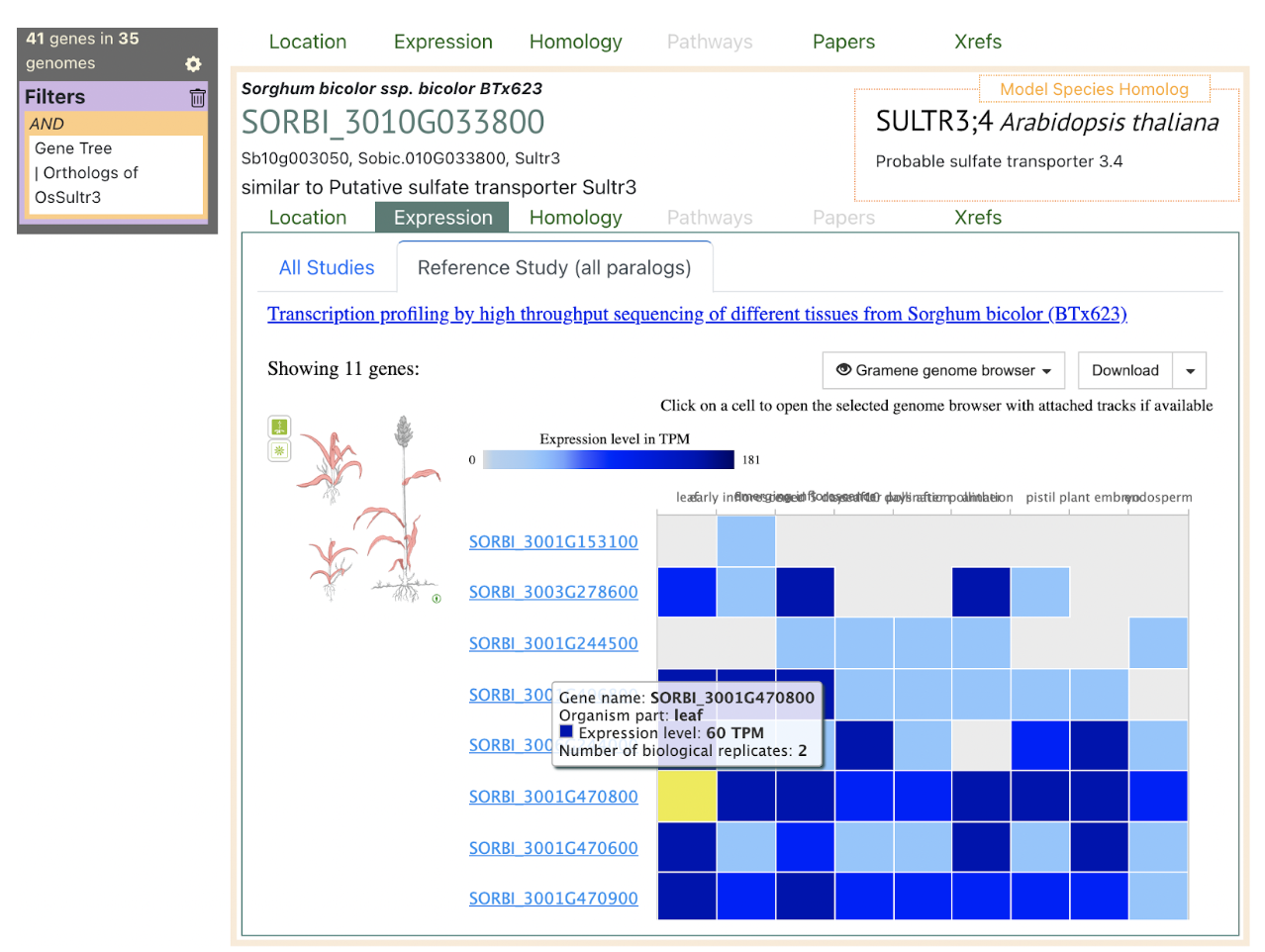 SorghumBase Post - Unlocking the Potential of Sorghum in Africa: Insights from Phosphorus ...