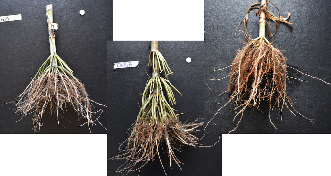 SorghumBase Post - Unlocking the Potential of Sorghum in Africa: Insights from Phosphorus ...