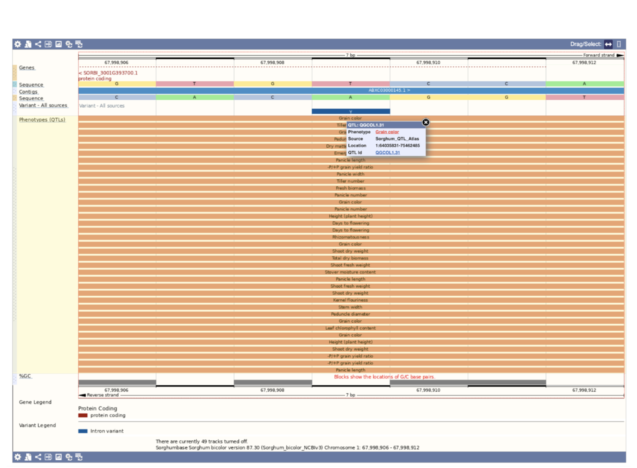 SorghumBase Post - A MAGIC Diversity Panel for Cytoplasmic Male ...