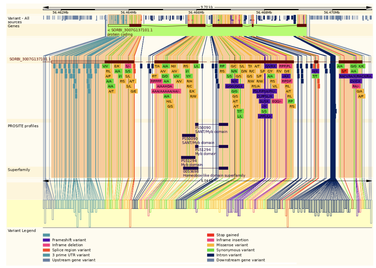 SorghumBase Post - Optimizing Crop Traits by Semi-Dwarfism: Genetic ...