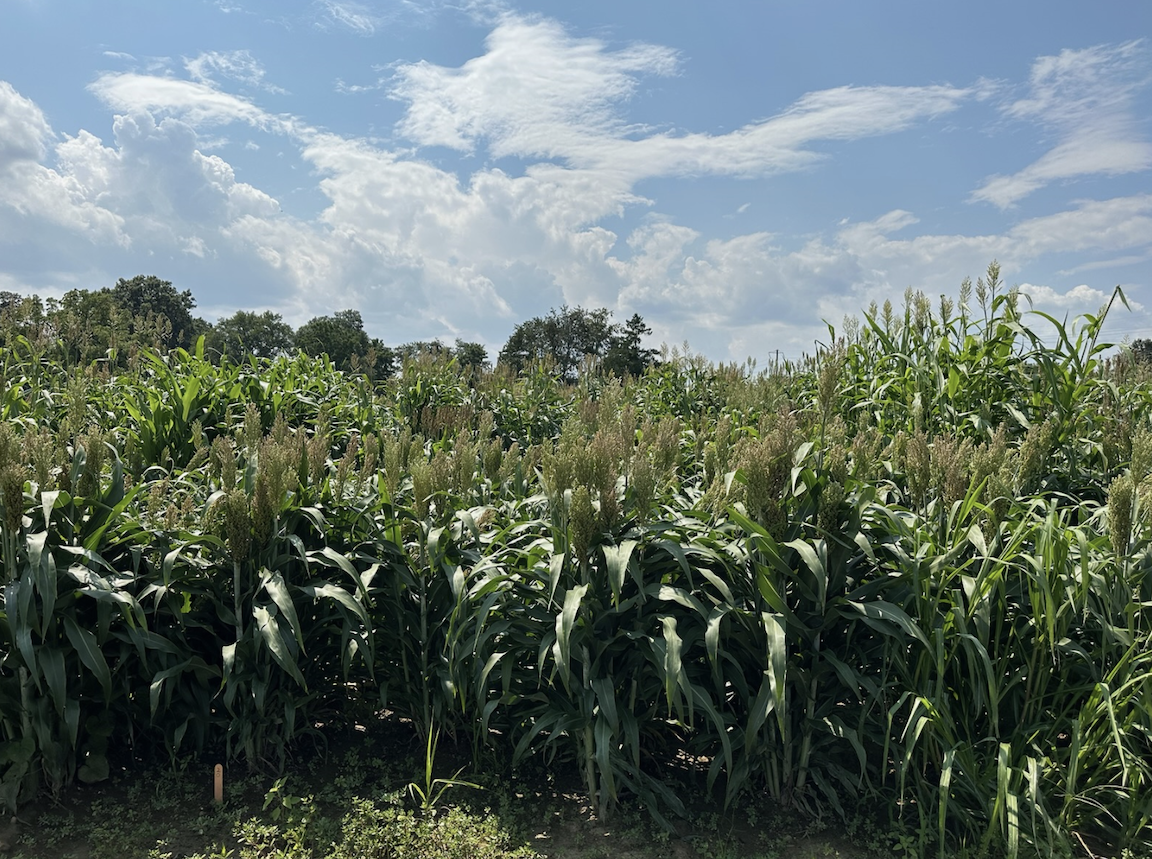 SorghumBase Post - Optimizing Crop Traits by Semi-Dwarfism: Genetic ...