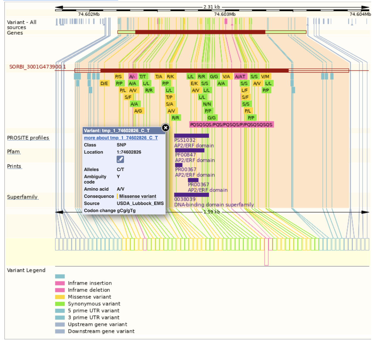 SorghumBase Post - Unveiling Gene Expression Dynamics in Sorghum ...