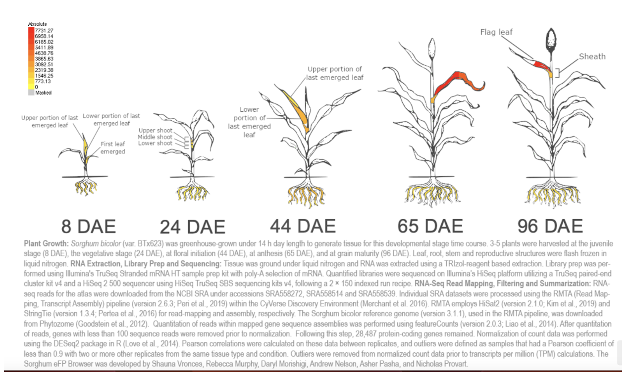 SorghumBase Post - Exploring Sorghum bicolor’s MYB Gene Family ...