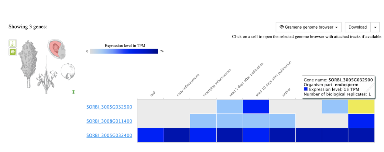 SorghumBase Post - Distinct Regulatory Mechanisms and Novel ...